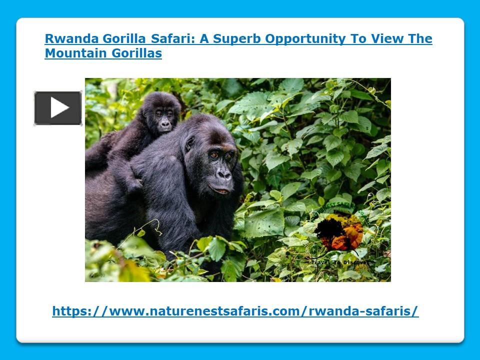 PPT – Rwanda Gorilla Safari - A Superb Opportunity To View The Mountain Gorillas PowerPoint ...