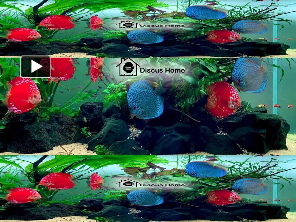 Ppt Australian Black Worm Powerpoint Presentation Free To Download Id 98b803 Zwu0o