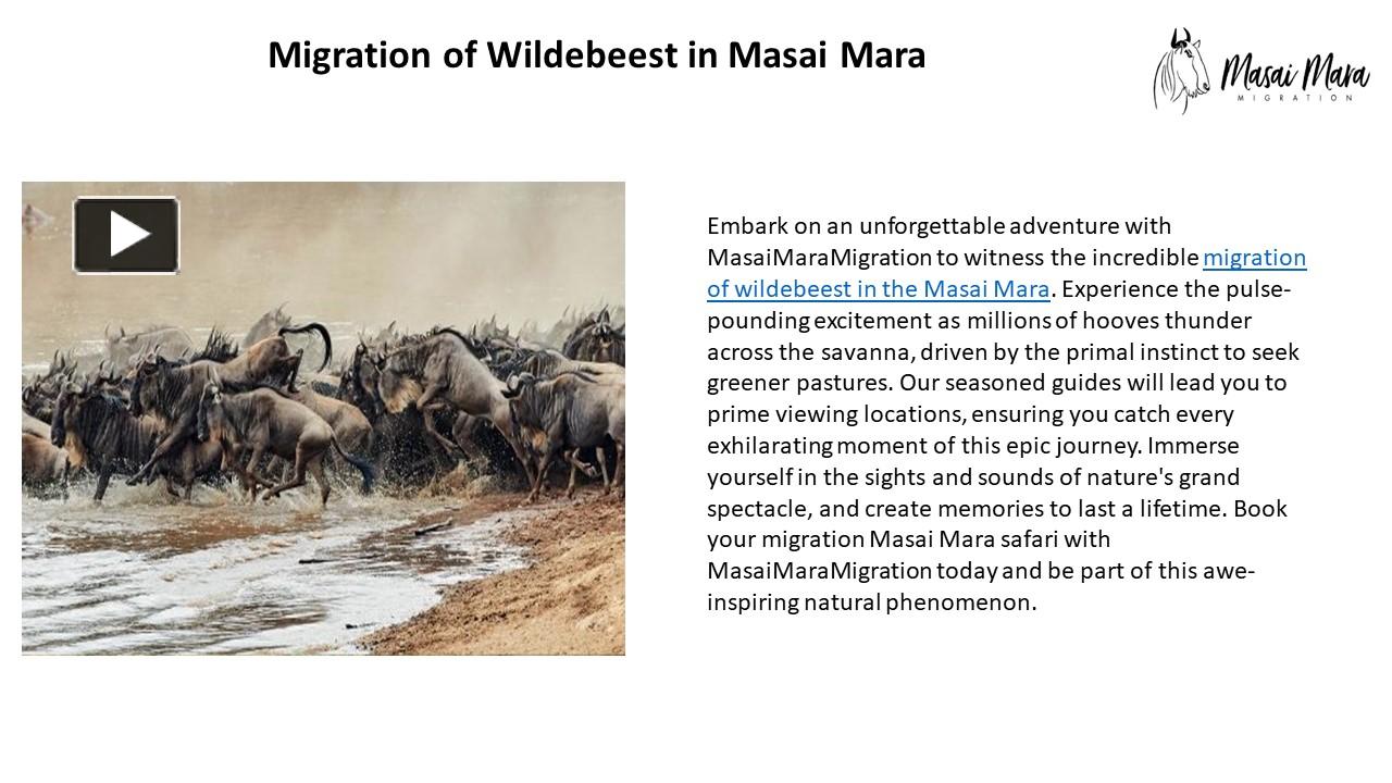 PPT – migration of wildebeest in masai mara PowerPoint presentation | free to download - id ...