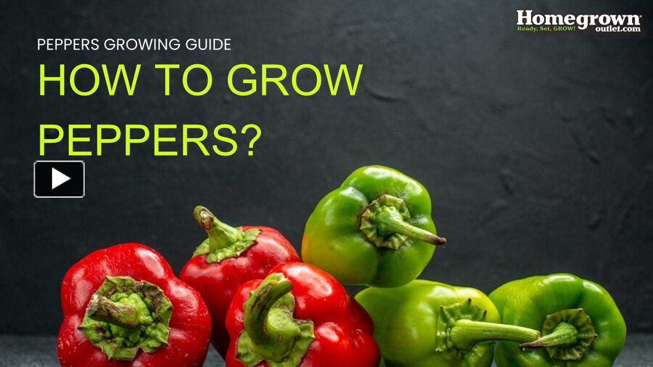 PPT – How to Grow Peppers? PowerPoint presentation | free to download - id: 9918d6-Y2JjM