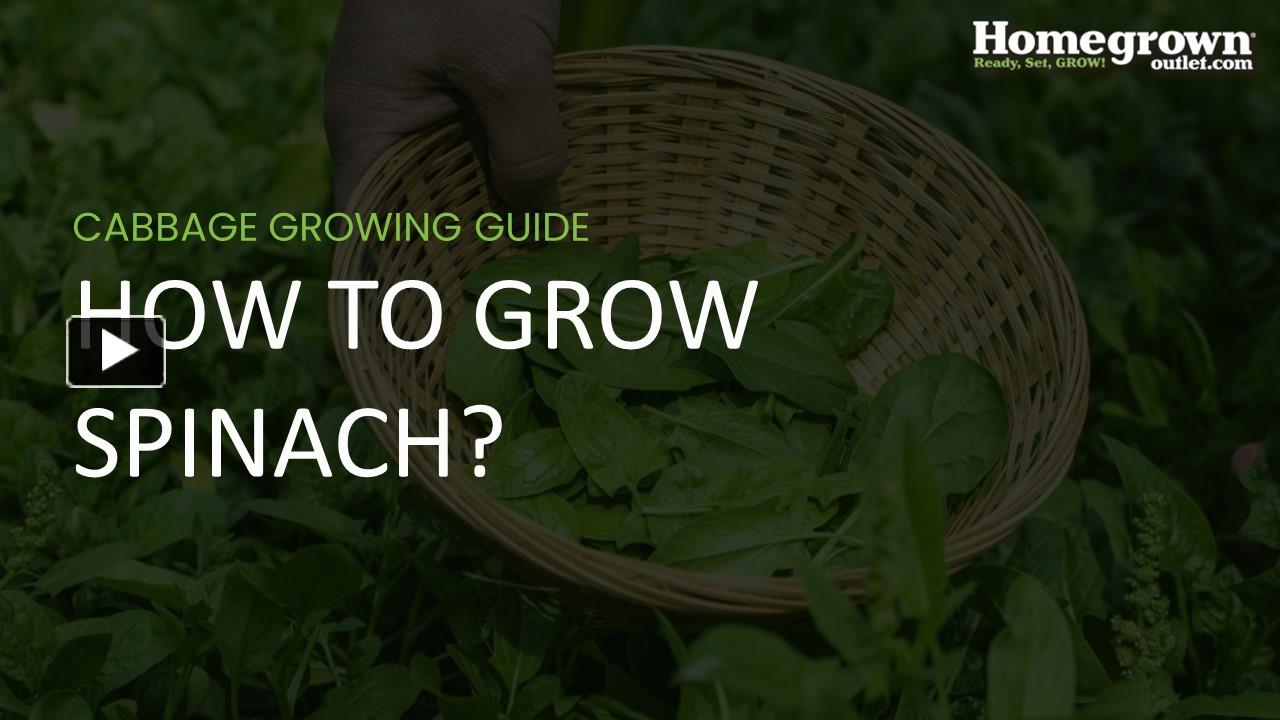 PPT – How to Grow Spinach? PowerPoint presentation | free to download - id: 992b07-OTJhY