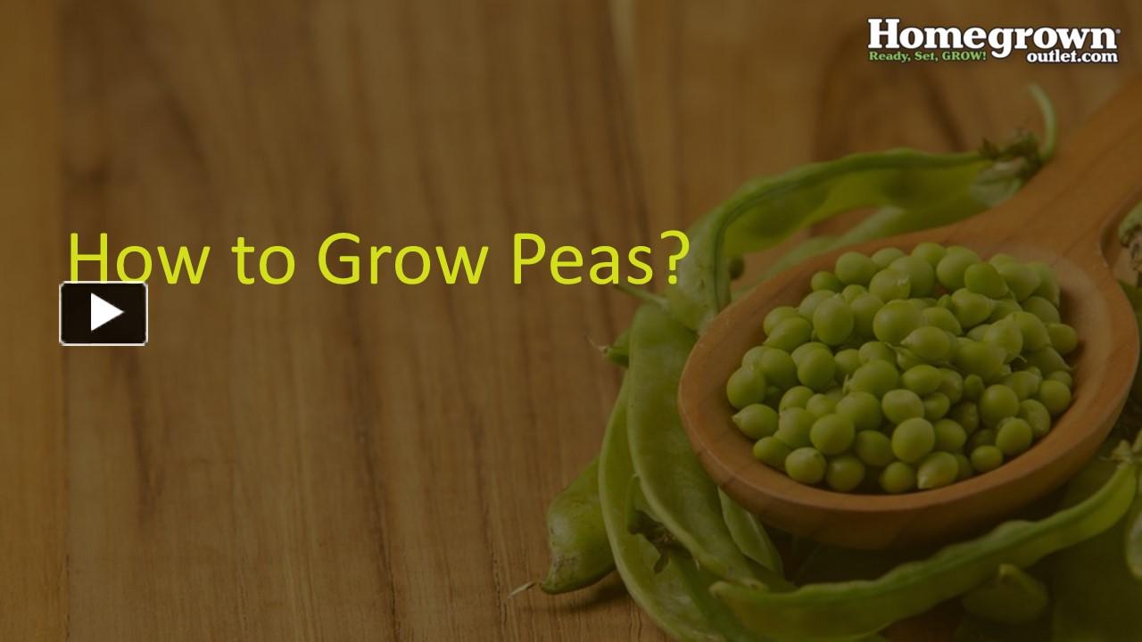 How to Grow Peas? presentation | free to download
