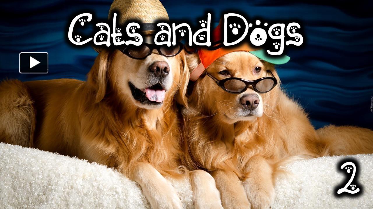 PPT – Cats and Dogs (Anna - Dorota) 2 PowerPoint presentation | free to ...