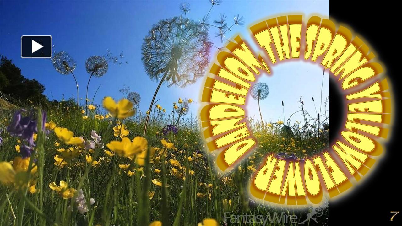 PPT – Dandelion 7, the spring yellow flower in art PowerPoint presentation | free to view - id ...