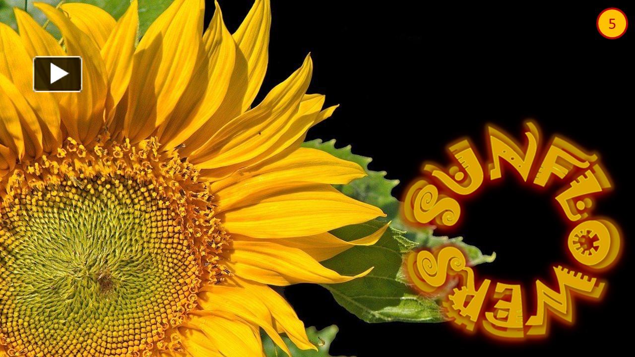 Sunflowers 5 presentation | free to view