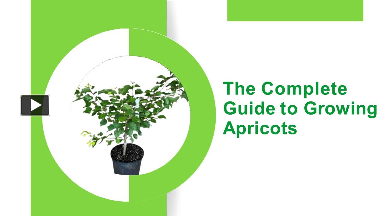 The Complete Guide to Growing Apricots presentation | free to download