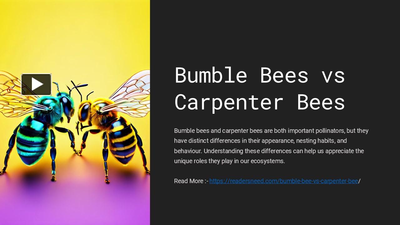 PPT – Bumble Bee vs Carpenter Bee PowerPoint presentation | free to download - id: 9a0387-NTkxY