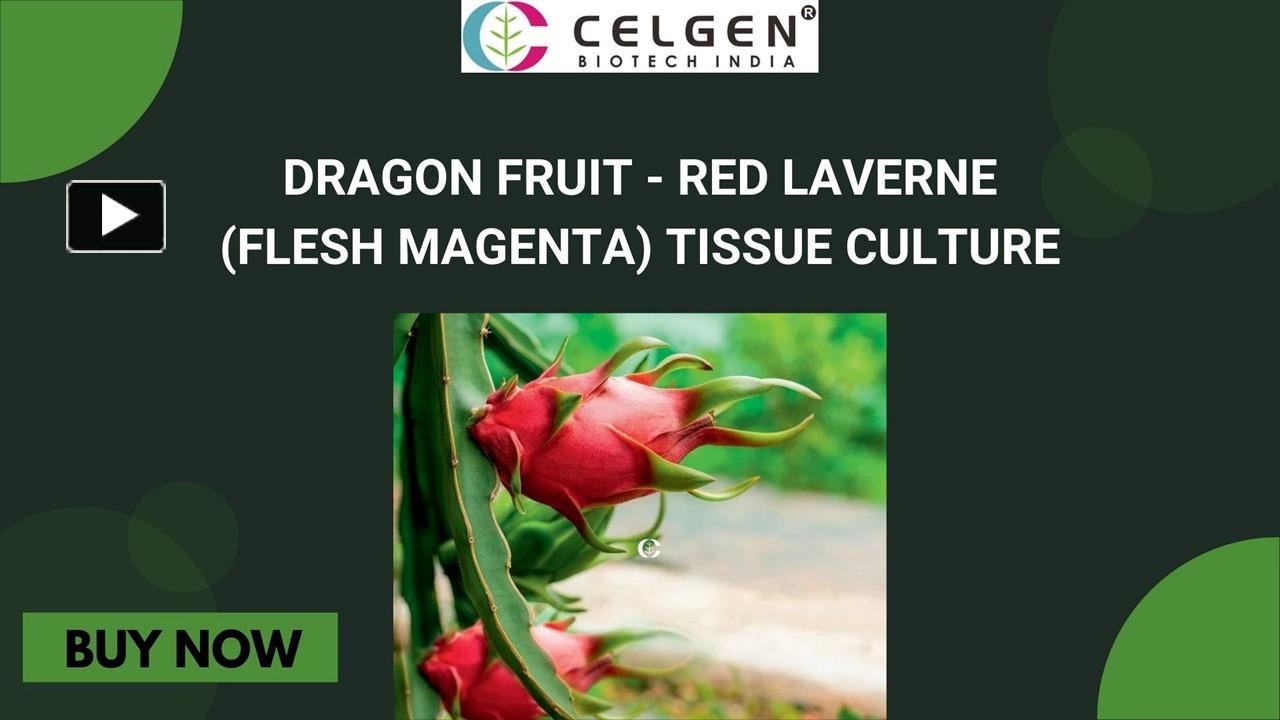 PPT – Dragon Fruit Saplings for Sale – Premium Plants by Celgen Biotech PowerPoint presentation ...