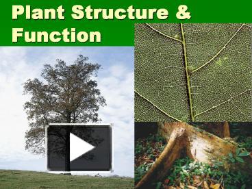 PPT – Plant Structure PowerPoint presentation | free to view - id ...