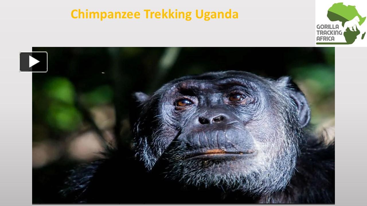 PPT – Chimpanzee trekking Uganda PowerPoint presentation | free to download - id: 9ae4b1-NWRhZ
