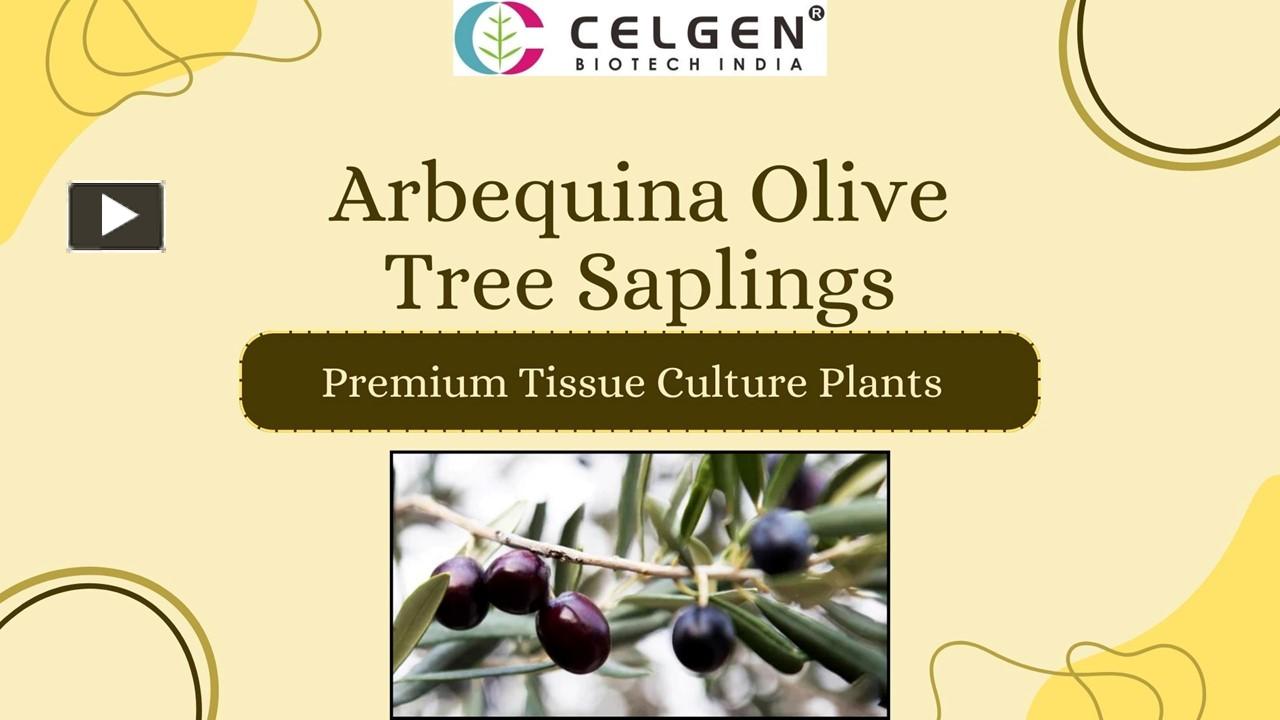 PPT – Arbequina Olive Tree Saplings for Sale | Celgen Biotech PowerPoint presentation | free to ...