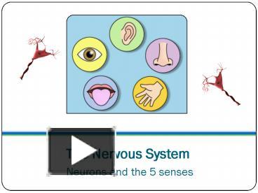 PPT – The Nervous System Neurons and the 5 senses PowerPoint ...