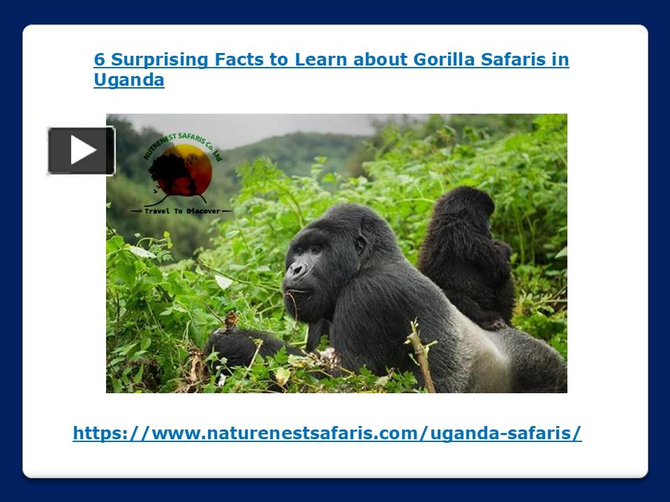 PPT – 6 Fascinating Facts You Didn’t Know About Gorilla Safaris in Uganda PowerPoint ...