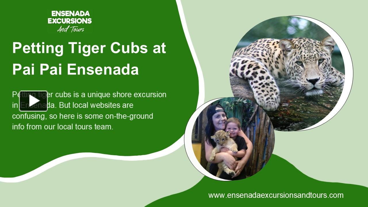 PPT – Petting Tiger Cubs at Pai Pai Ensenada PowerPoint presentation | free to download - id ...