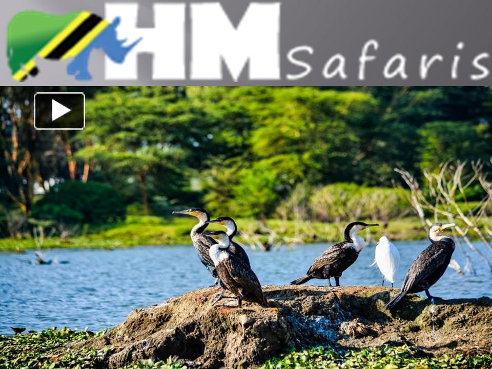 PPT – wildlife safaris in tanzania PowerPoint presentation | free to download - id: 9c7ce6-NjJhM