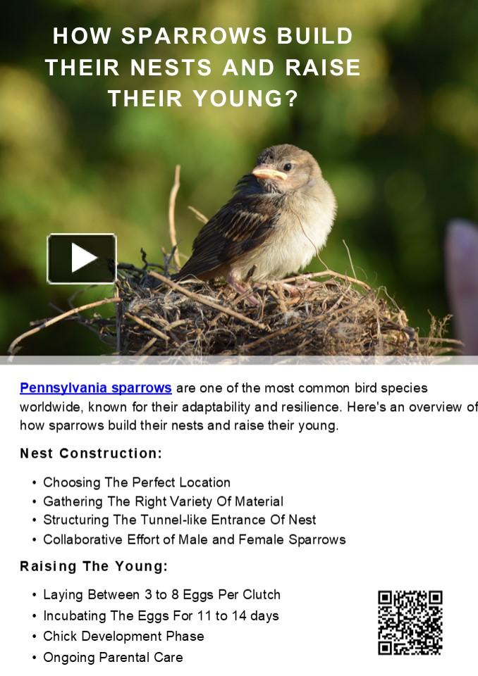 PPT – How Sparrows Build Their Nests and Raise Their Young? PowerPoint presentation | free to ...