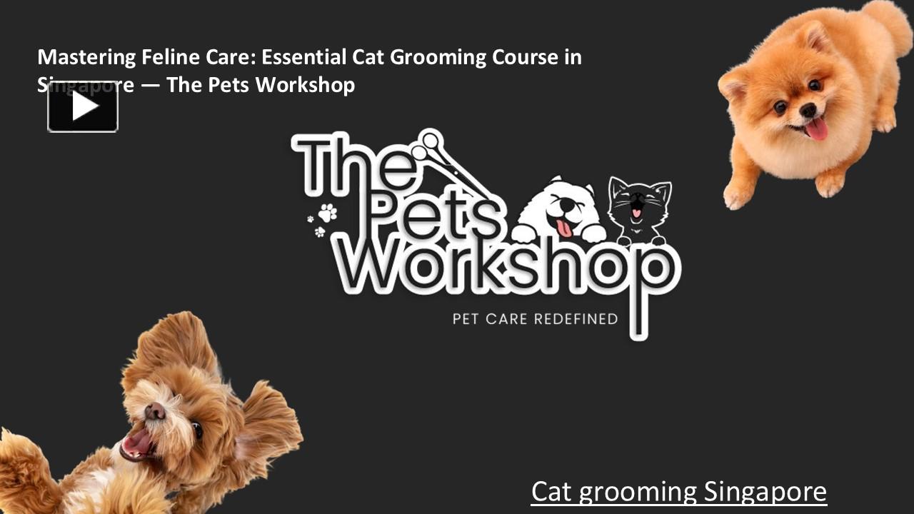 PPT – Mastering Feline Care: Essential Cat Grooming Course in Singapore ...