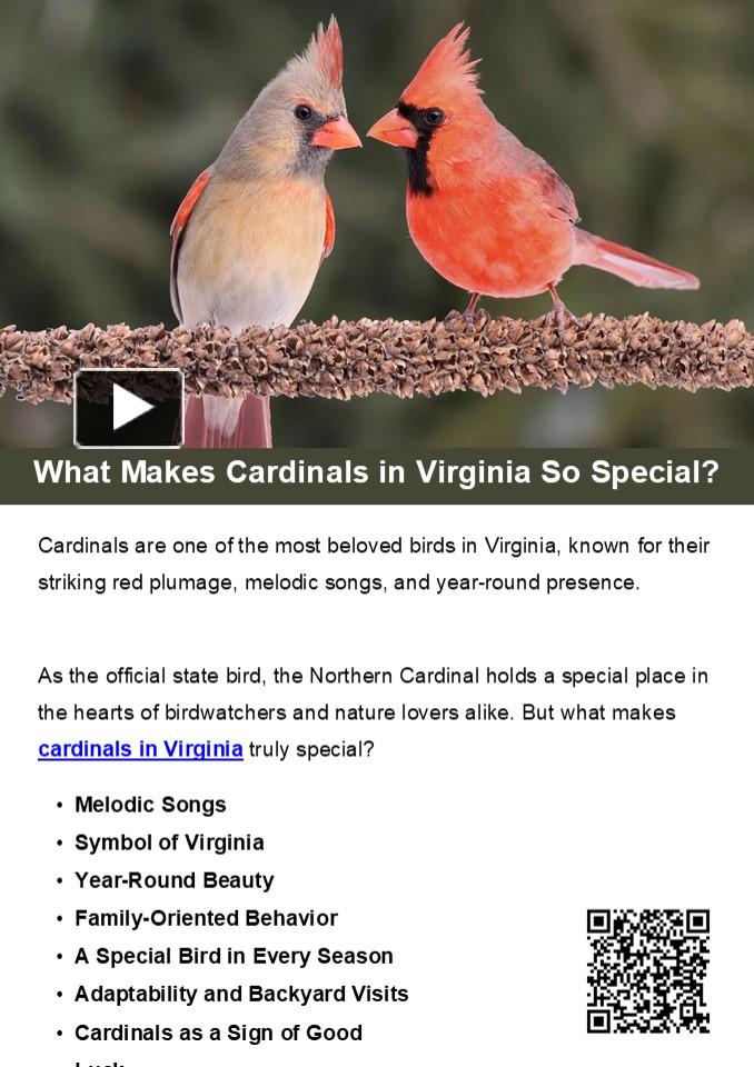 PPT – What Makes Cardinals in Virginia So Special? PowerPoint ...