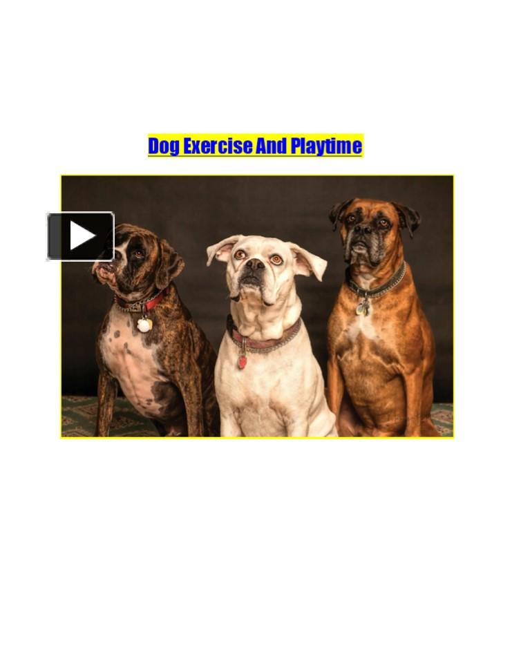 PPT – Dog Exercise And Playtime PowerPoint presentation | free to download - id: 9cb29d-MzBhY