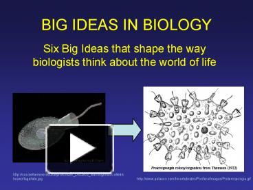 PPT – BIG IDEAS IN BIOLOGY PowerPoint presentation | free to view - id ...