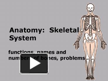 Skeletal System Ppt