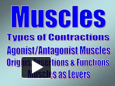 Muscles presentation | free to view