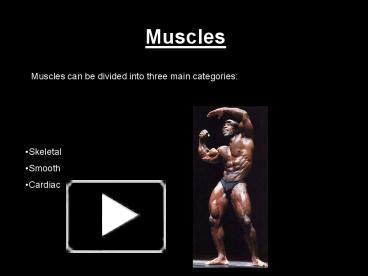 Muscles presentation | free to view