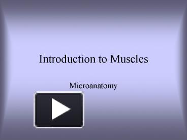 PPT – Introduction to Muscles PowerPoint presentation | free to view ...