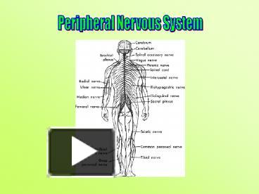 PPT – Peripheral Nervous System PowerPoint presentation | free to view ...