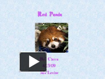 Red Panda presentation | free to view