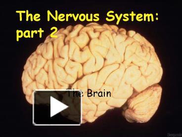 PPT – The Nervous System: part 2 PowerPoint presentation | free to view ...