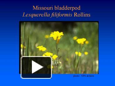 Missouri bladderpod Lesquerella filiformis Rollins presentation | free to view