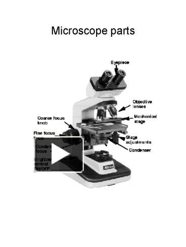 PPT – Microscope parts PowerPoint presentation | free to view - id ...