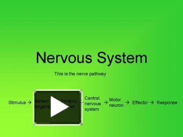 Nervous System presentation | free to view