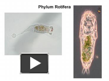 Phylum Rotifera presentation | free to view