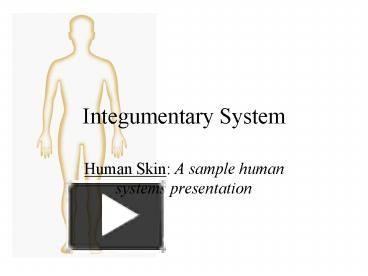 PPT – Integumentary System PowerPoint presentation | free to view - id ...