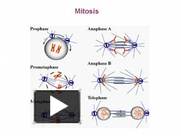 Mitosis presentation | free to view