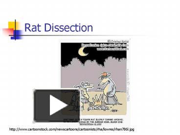 PPT – Rat Dissection PowerPoint presentation | free to view - id: e1360 ...