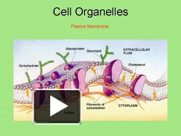 PPT – Cell Organelles PowerPoint presentation | free to view - id ...