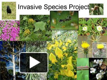 Invasive Species Project presentation | free to view