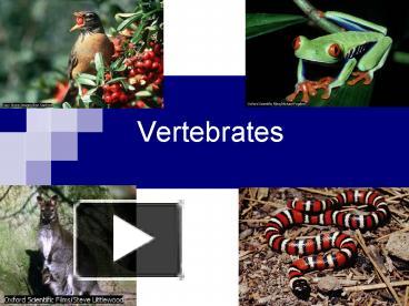 PPT – Vertebrates PowerPoint presentation | free to view - id: ec498-ZDc1Z