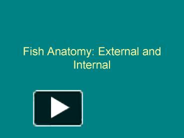 PPT – Fish Anatomy: External and Internal PowerPoint presentation ...