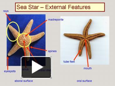 PPT – Sea Star PowerPoint presentation | free to view - id: edf78-ZDc1Z
