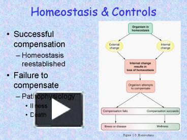 PPT – Homeostasis PowerPoint presentation | free to view - id: ee238-ZDc1Z