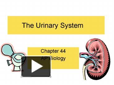 The Urinary System presentation | free to view