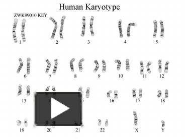 Human Karyotype presentation | free to view