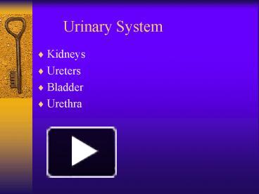 PPT – Urinary System PowerPoint presentation | free to view - id: f7081 ...
