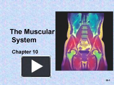 PPT – The Muscular System PowerPoint presentation | free to view - id ...