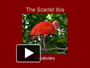 PPT – The Scarlet Ibis PowerPoint presentation | free to view - id ...