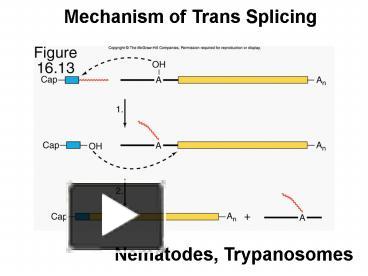 Mechanism of Trans Splicing presentation | free to view